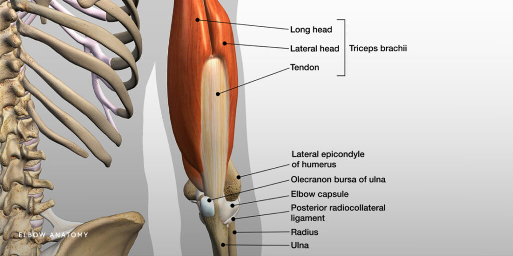 Elbow Surgery - LALL Orthopedics